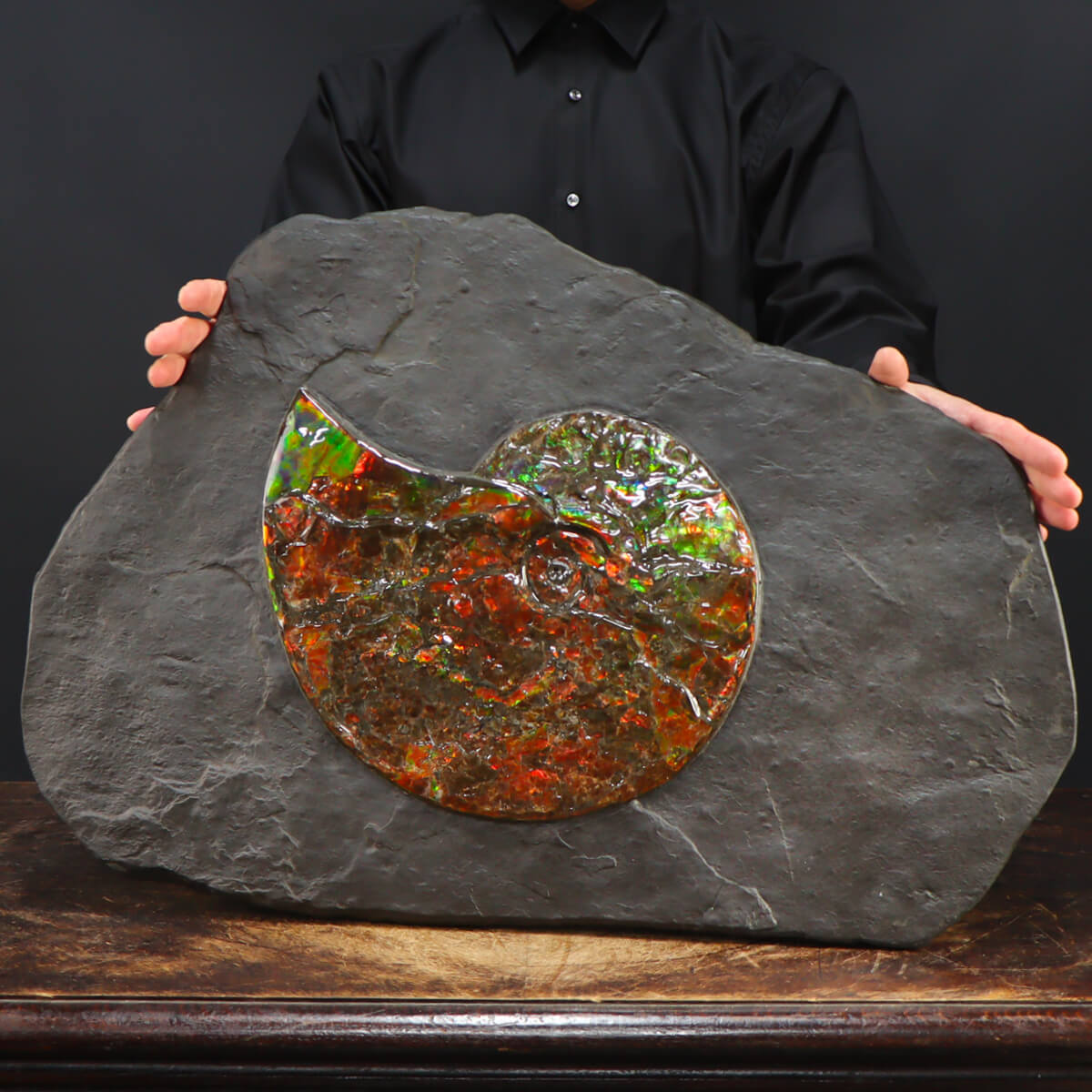 Ammonite Placenticeras Costatum