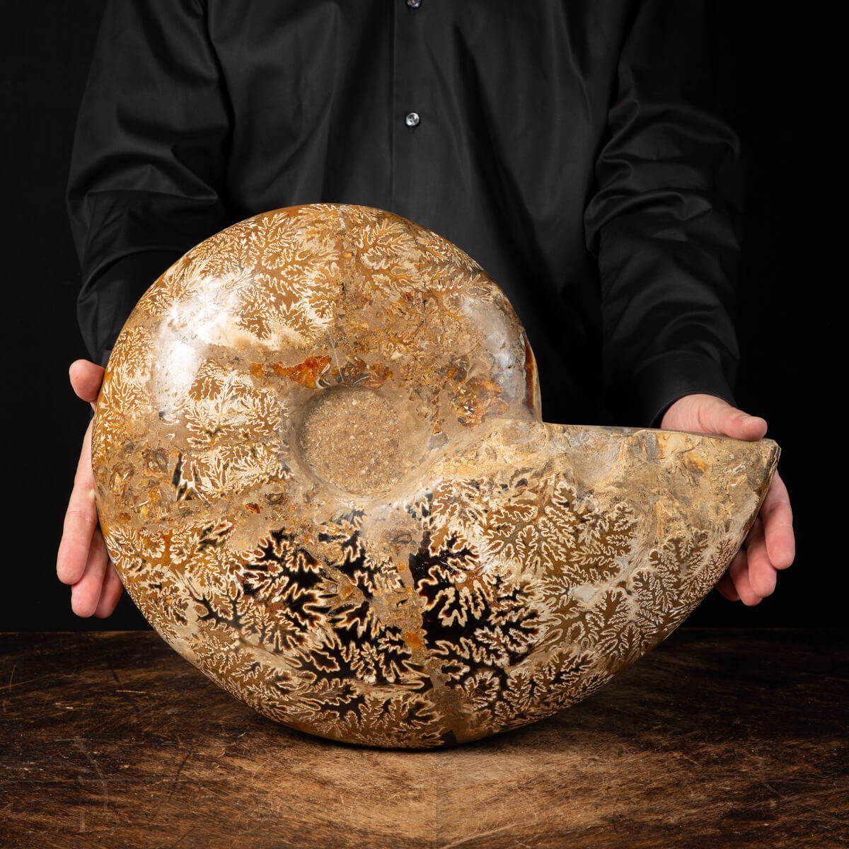 Ammonite - Madagascar