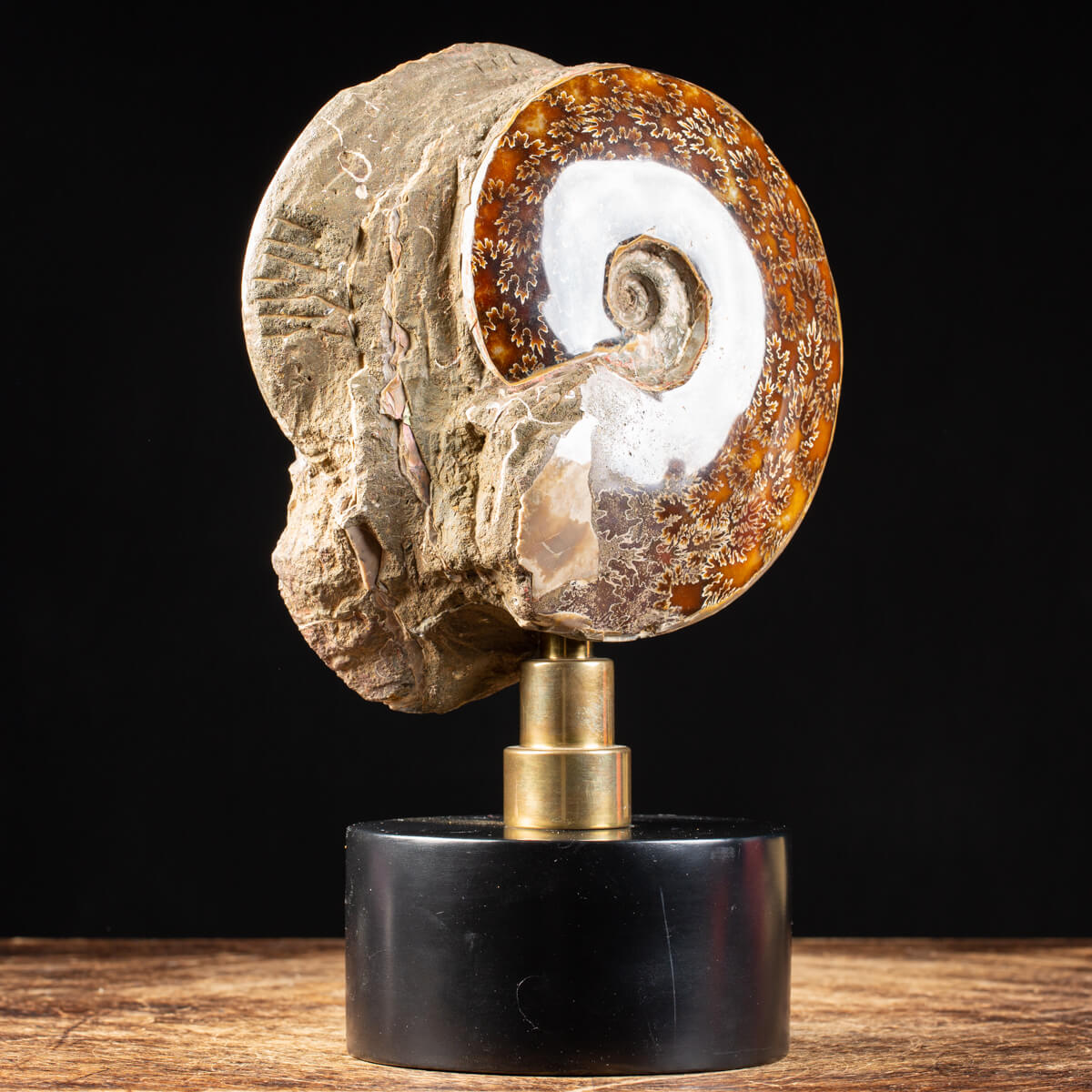 Ammonite - Madagascar