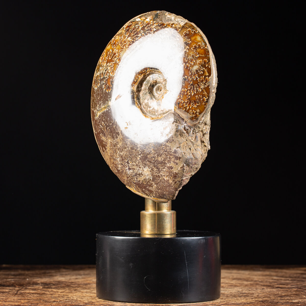 Ammonite - Madagascar