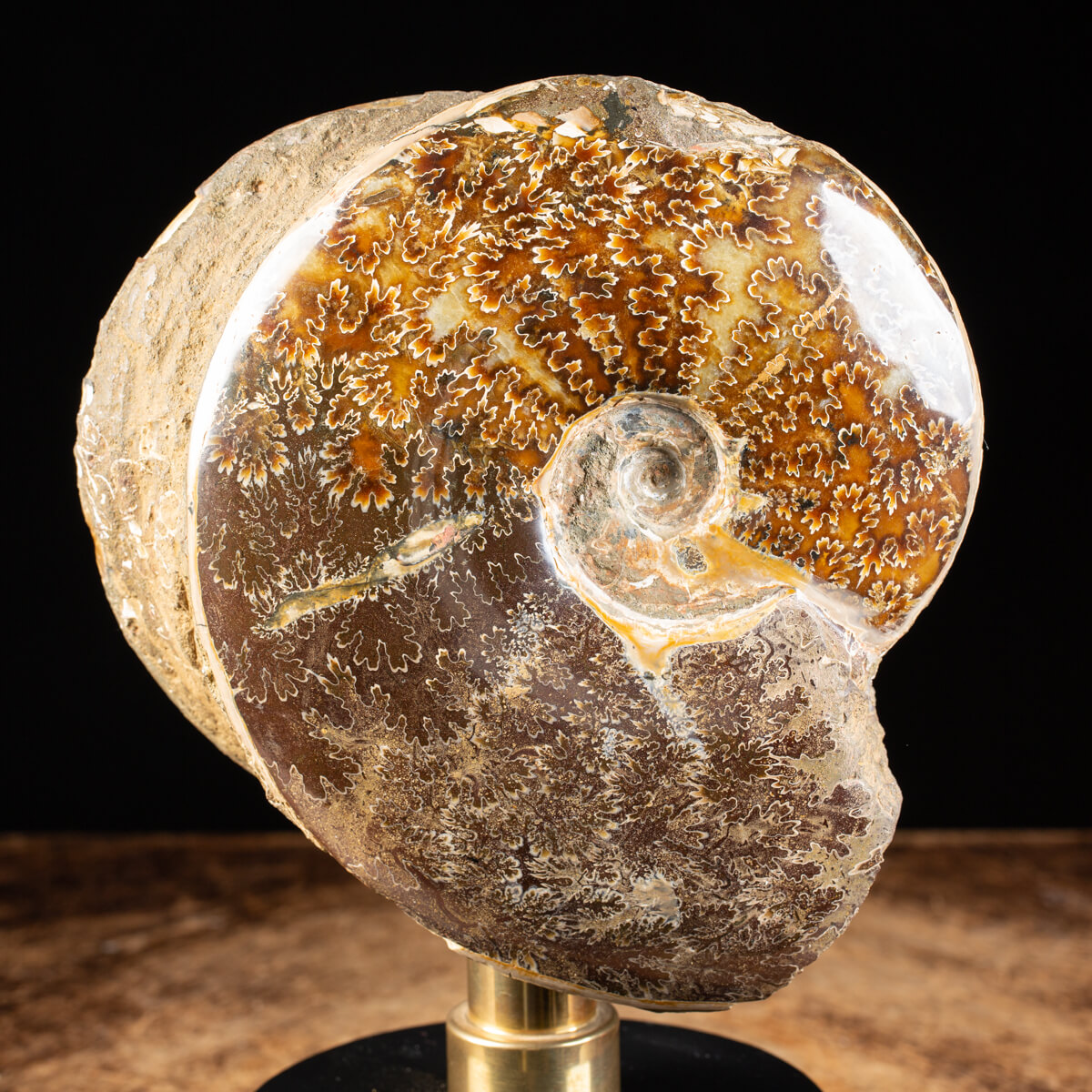 Ammonite - Madagascar
