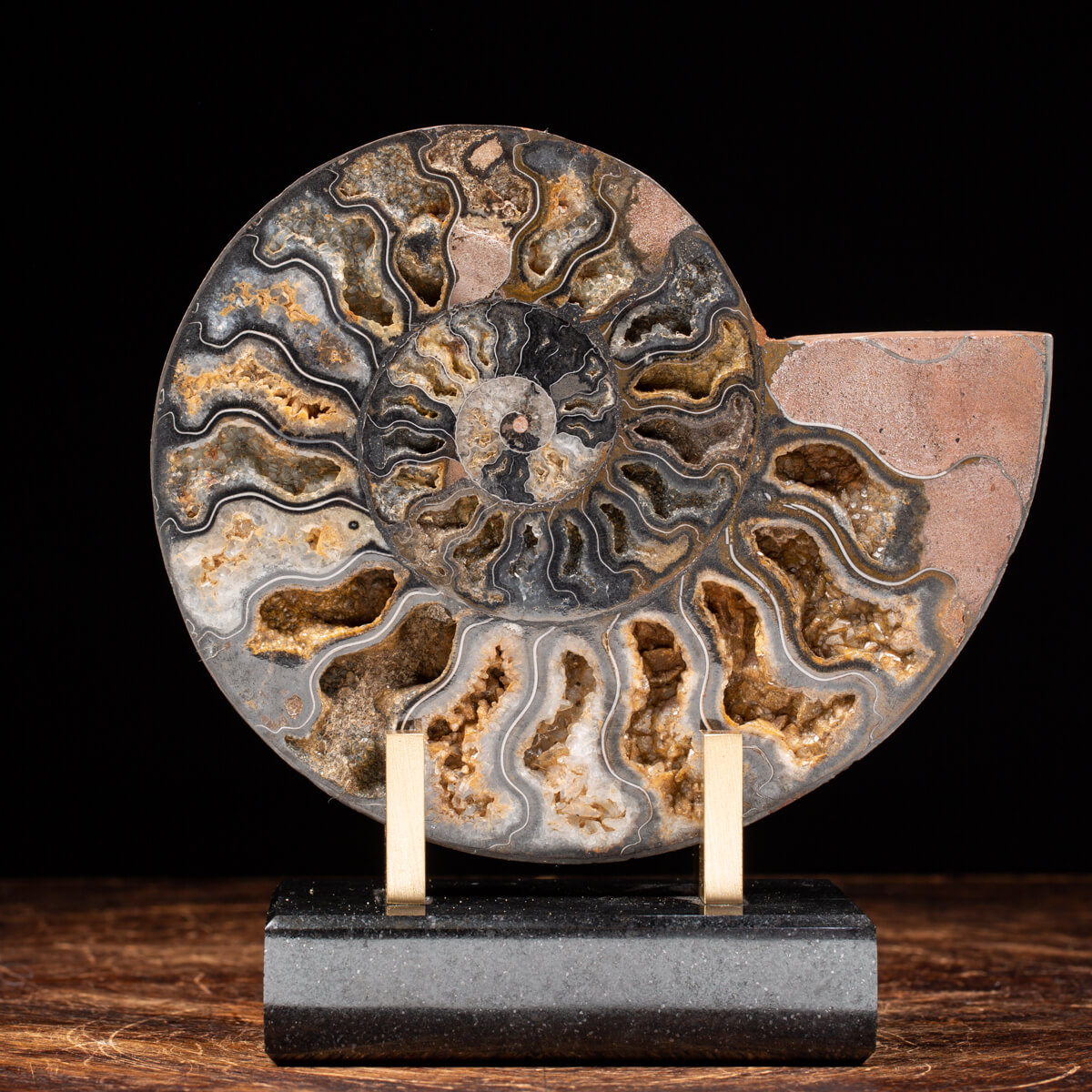 Ammoniti Cleoniceras nere su base in marmo