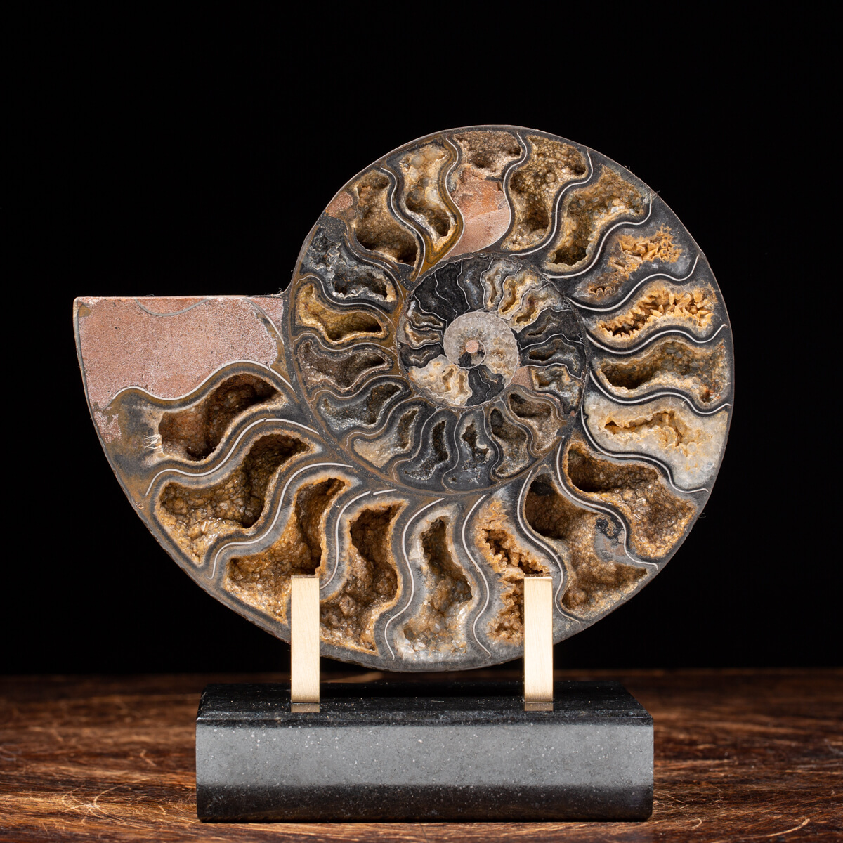 Ammoniti Cleoniceras nere su base in marmo