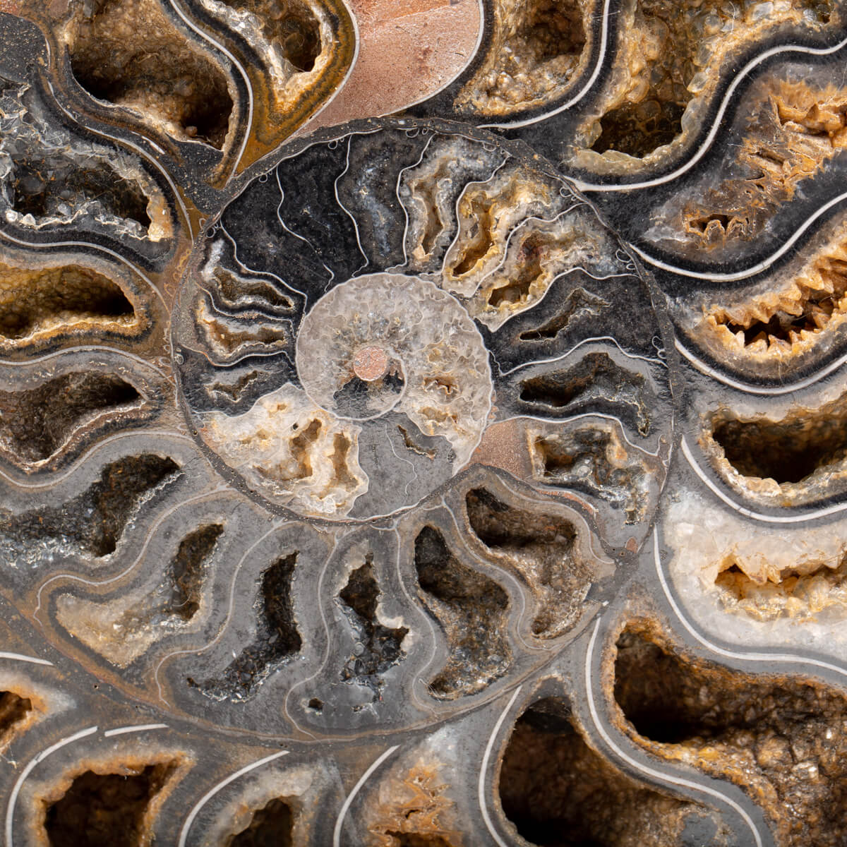 Ammoniti Cleoniceras nere su base in marmo