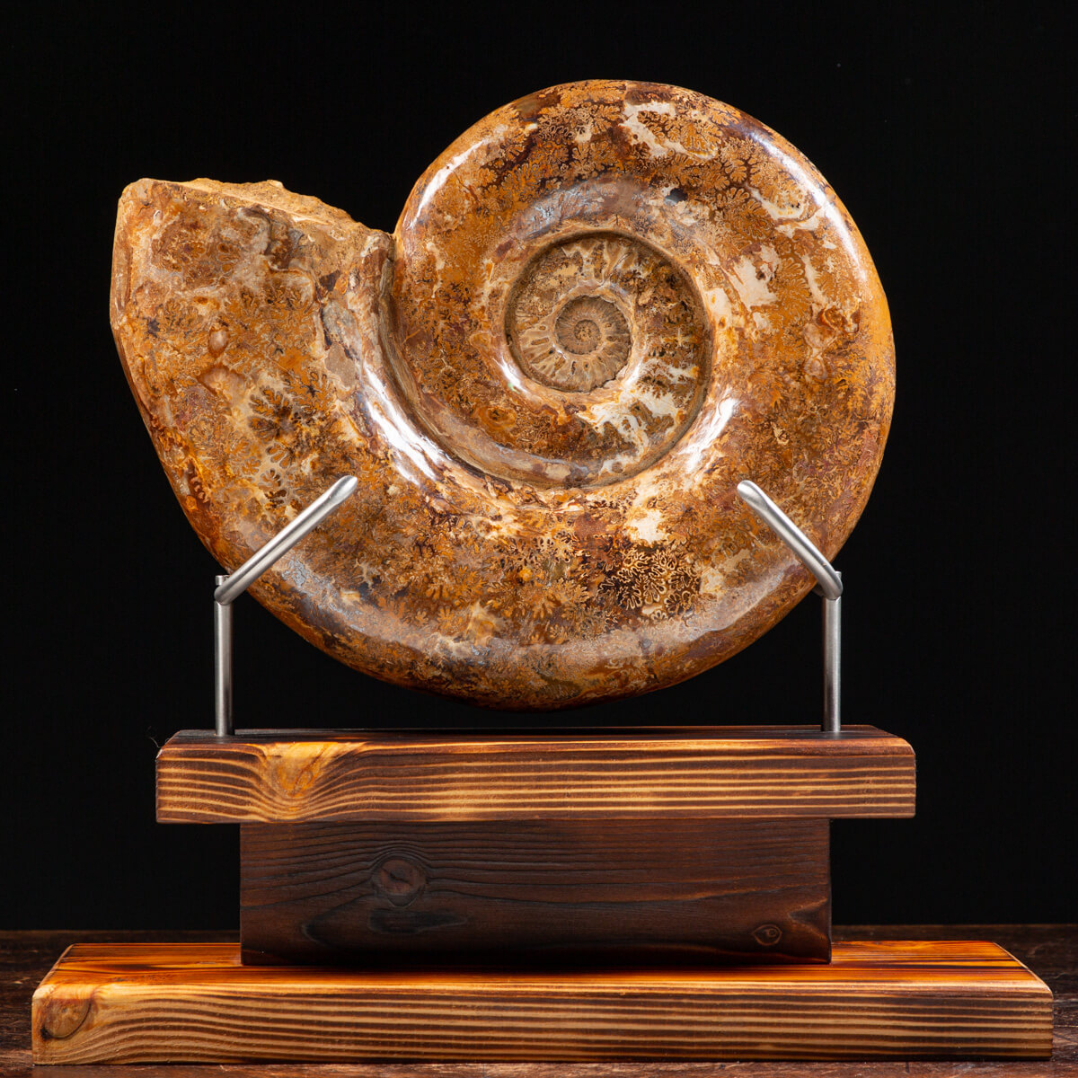Ammonite Lytoceras