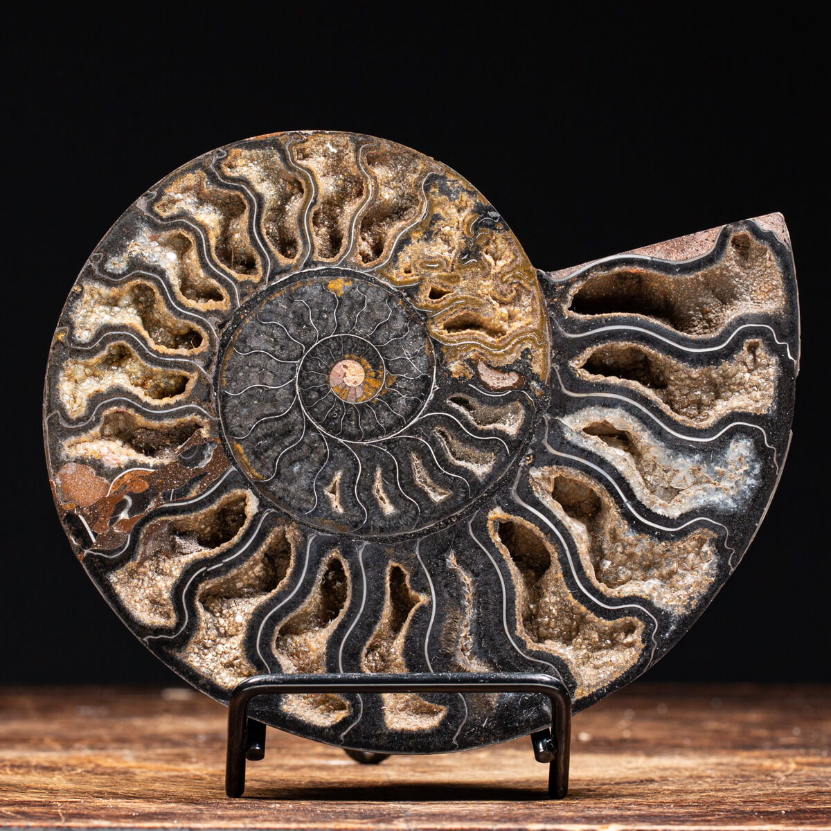 Ammonite Cleoniceras Nera