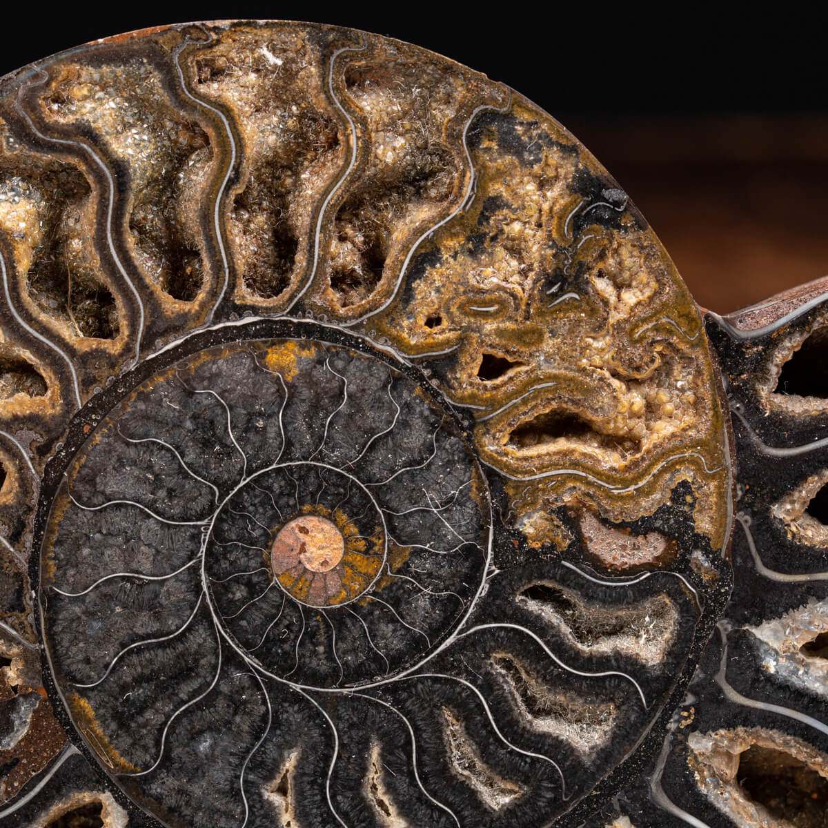 Ammonite Cleoniceras Nera