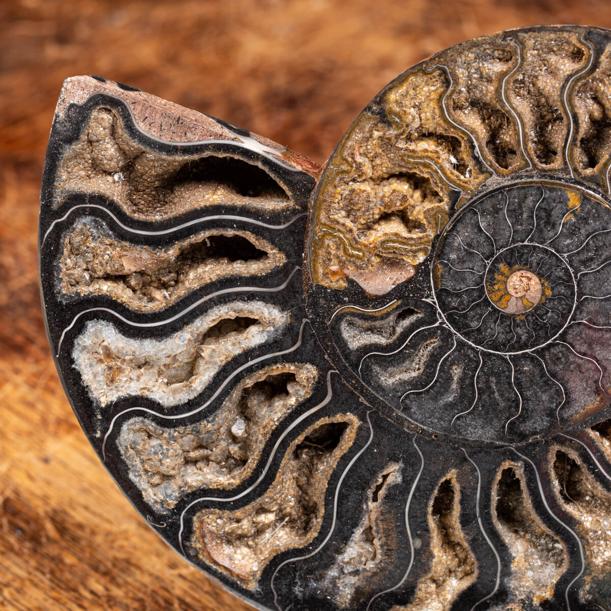 Ammonite Cleoniceras Nera