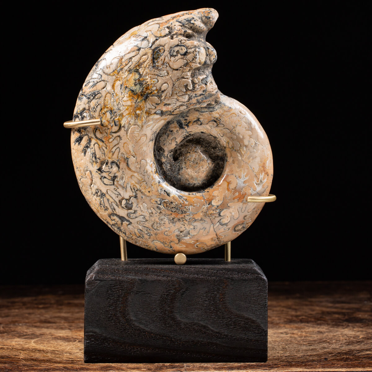 Ammonite Lytoceras