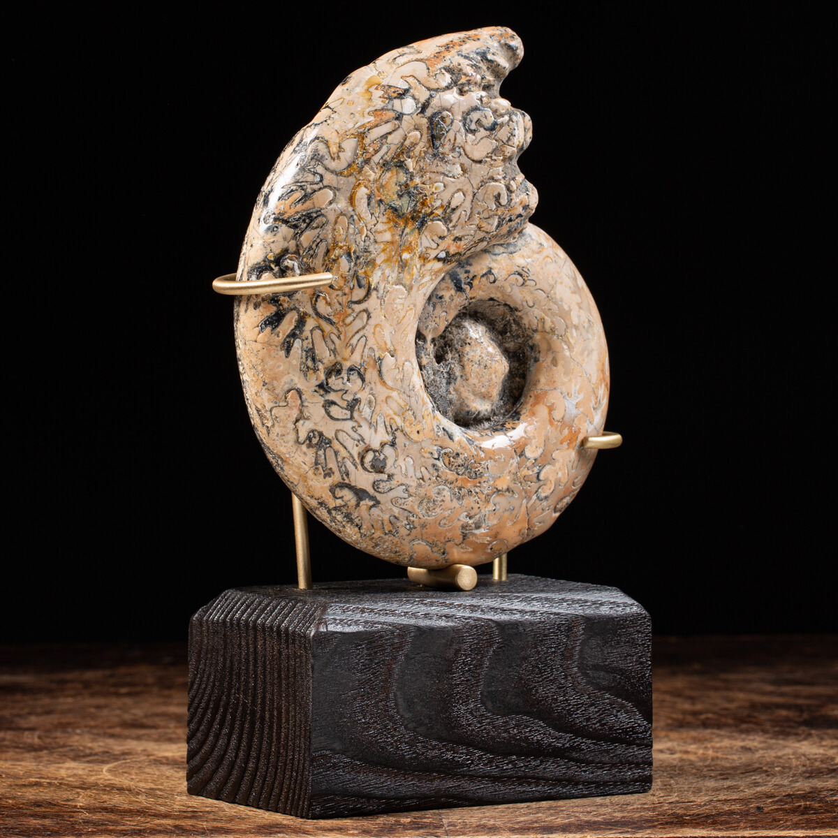 Ammonite Lytoceras