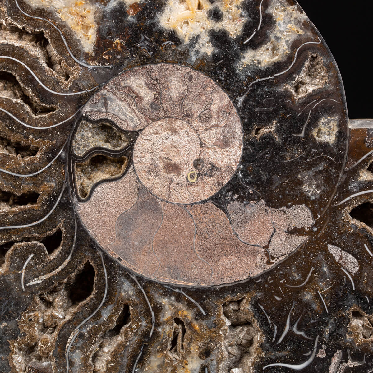 Ammonite Nera - Madagascar