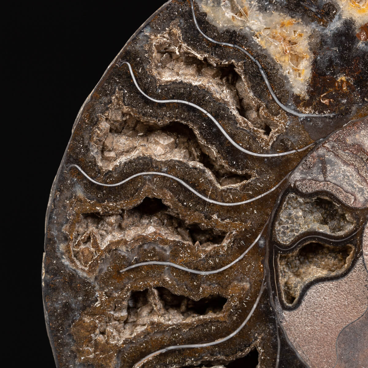 Ammonite Nera - Madagascar