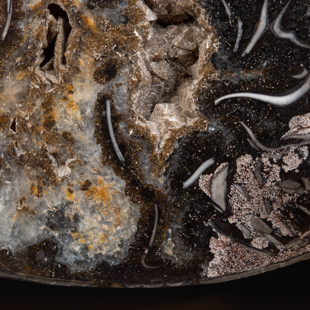 Ammonite Nera - Madagascar