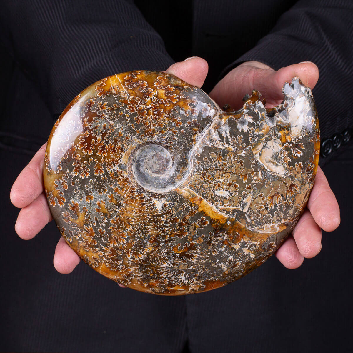 Ammonite Cleoniceras
