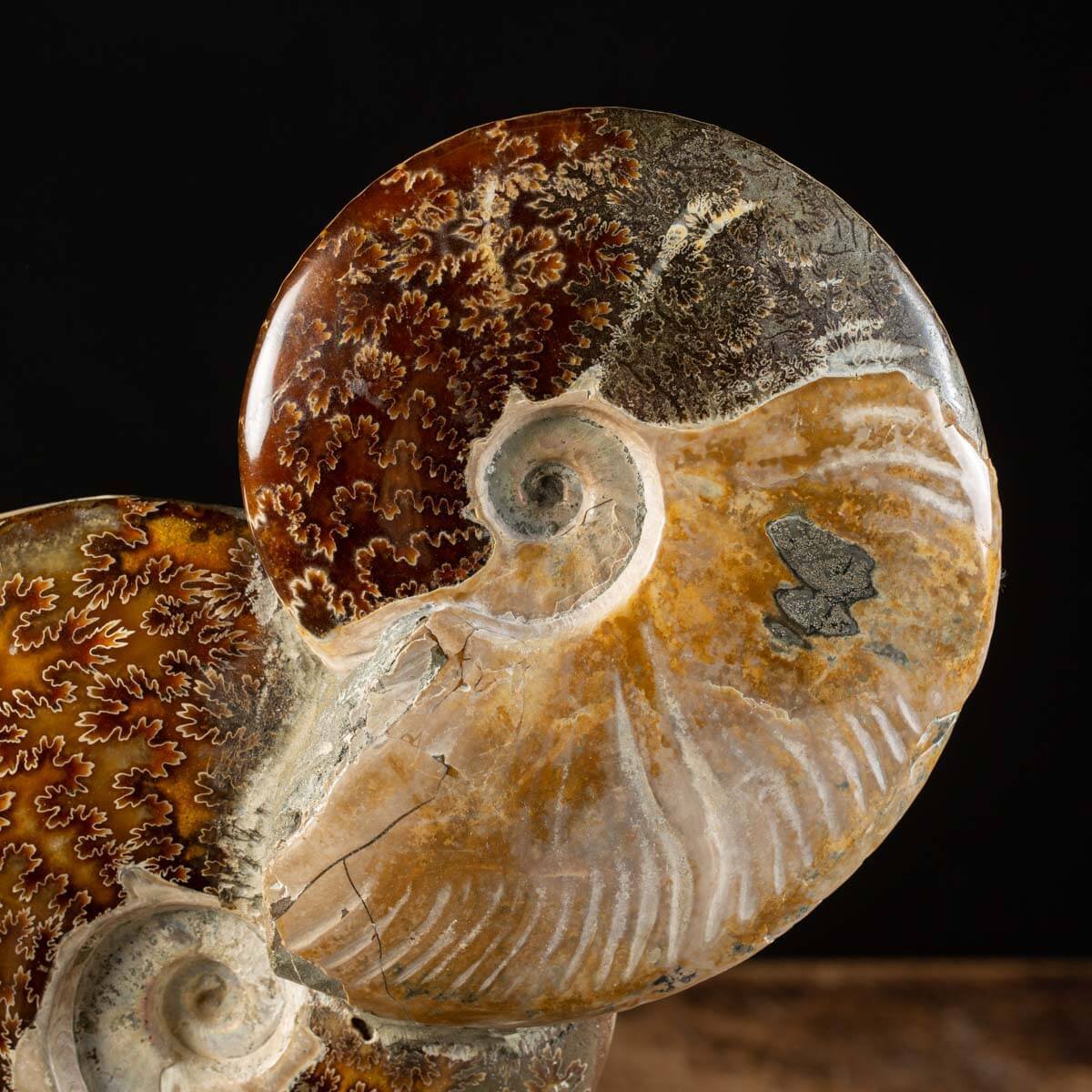 Groupe d'ammonites Cleoniceras - AMM-259