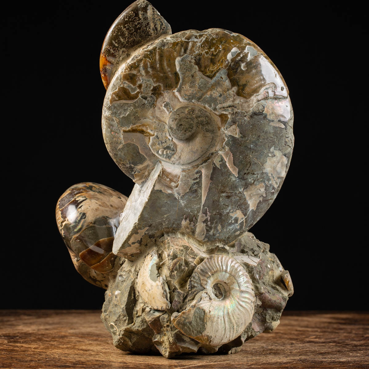 Cleoniceras Ammonites: Cretaceous Fossils. - AMM-272