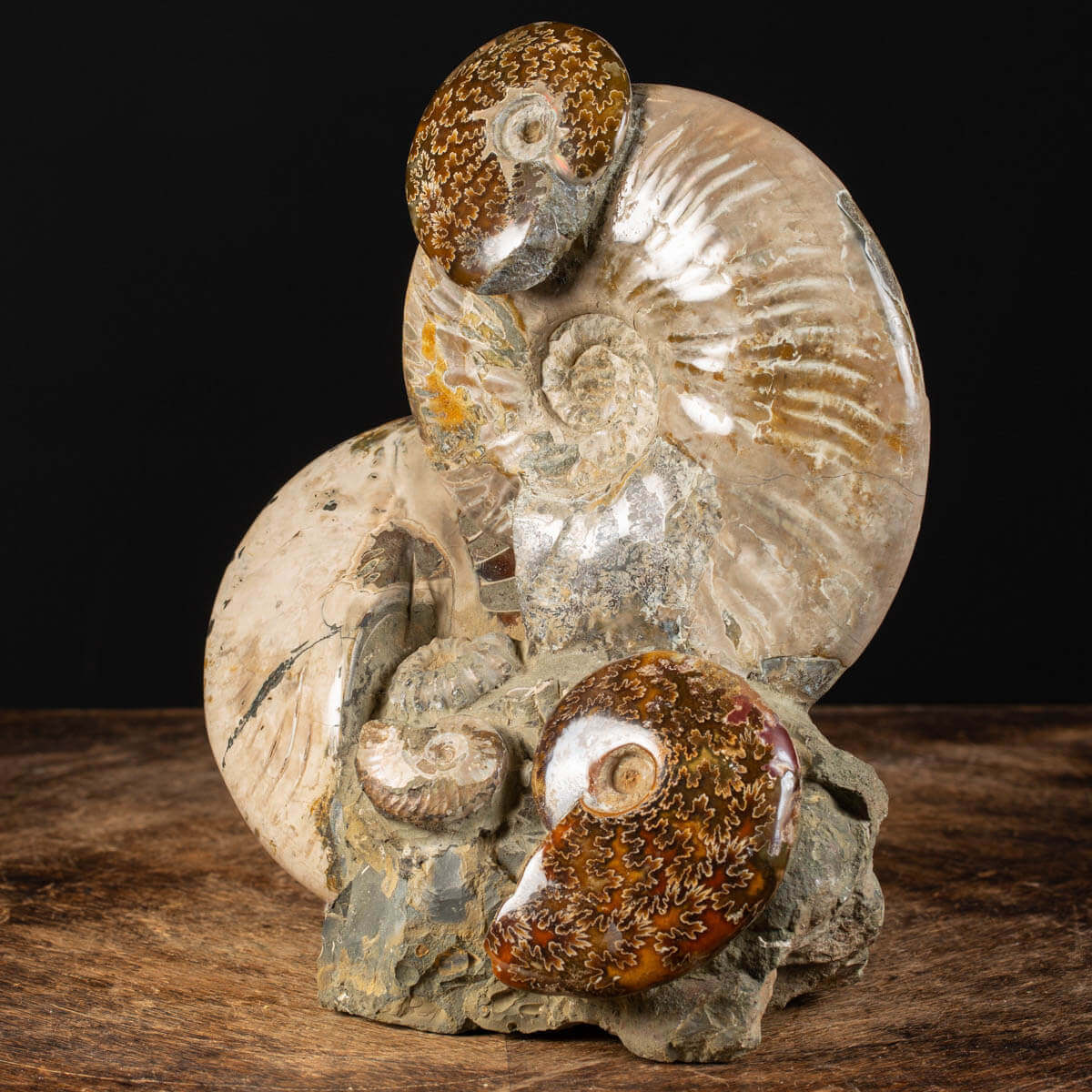 Fossilized Ammonites: A Journey Through Time. - AMM-276
