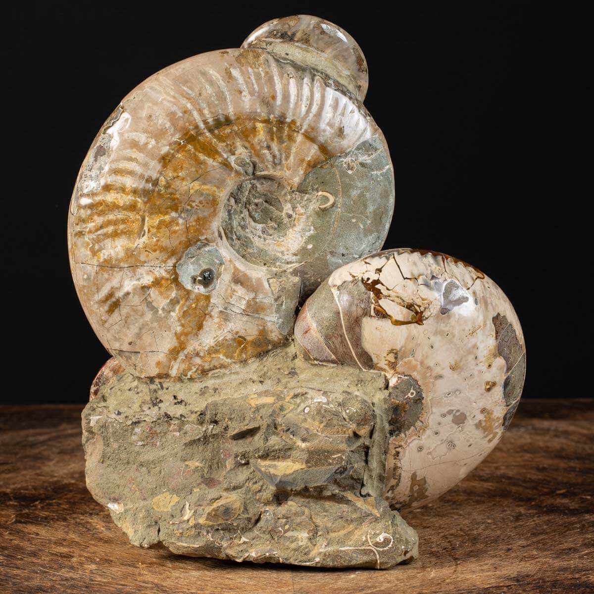 Fossilized Ammonites: A Journey Through Time. - AMM-276
