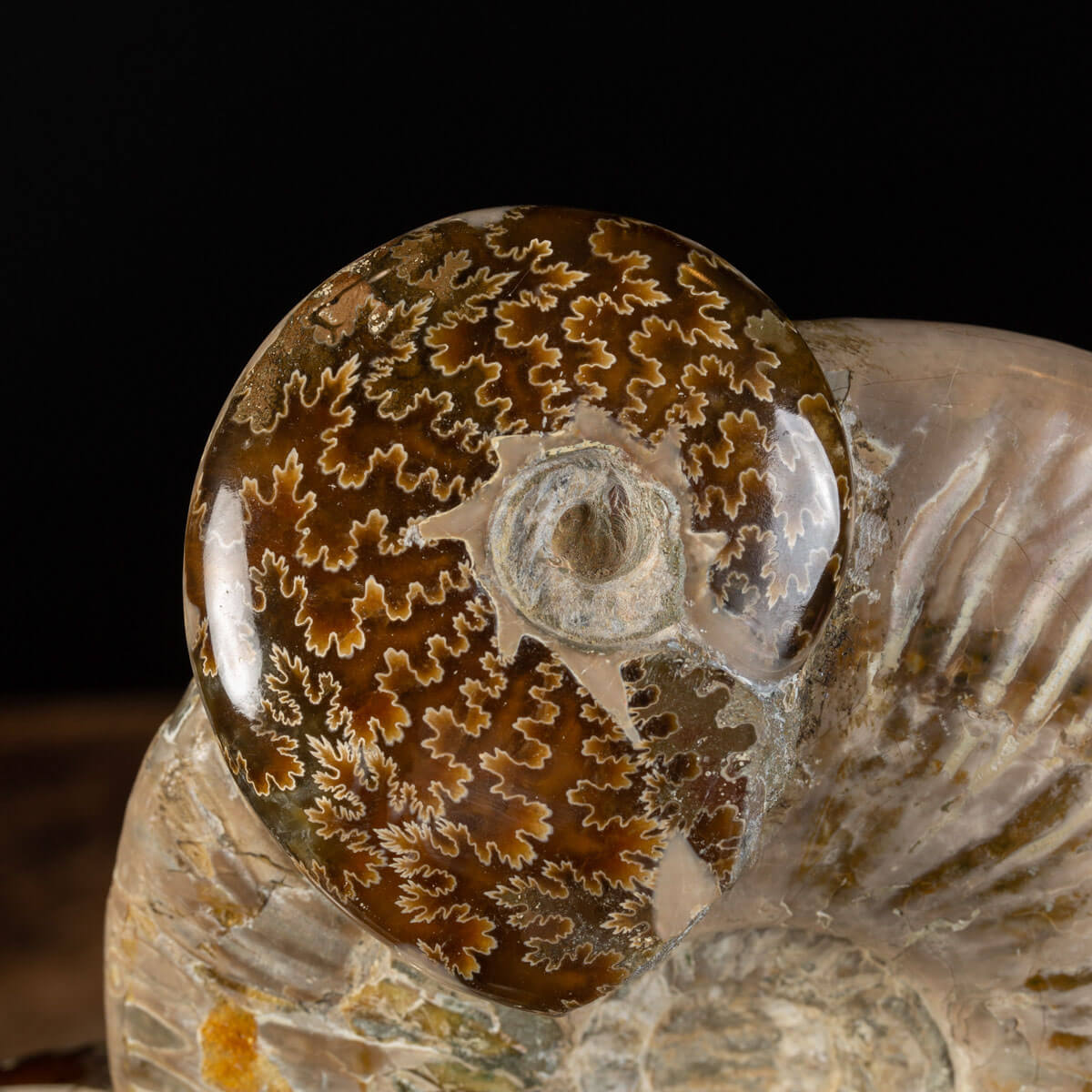Fossilized Ammonites: A Journey Through Time. - AMM-276