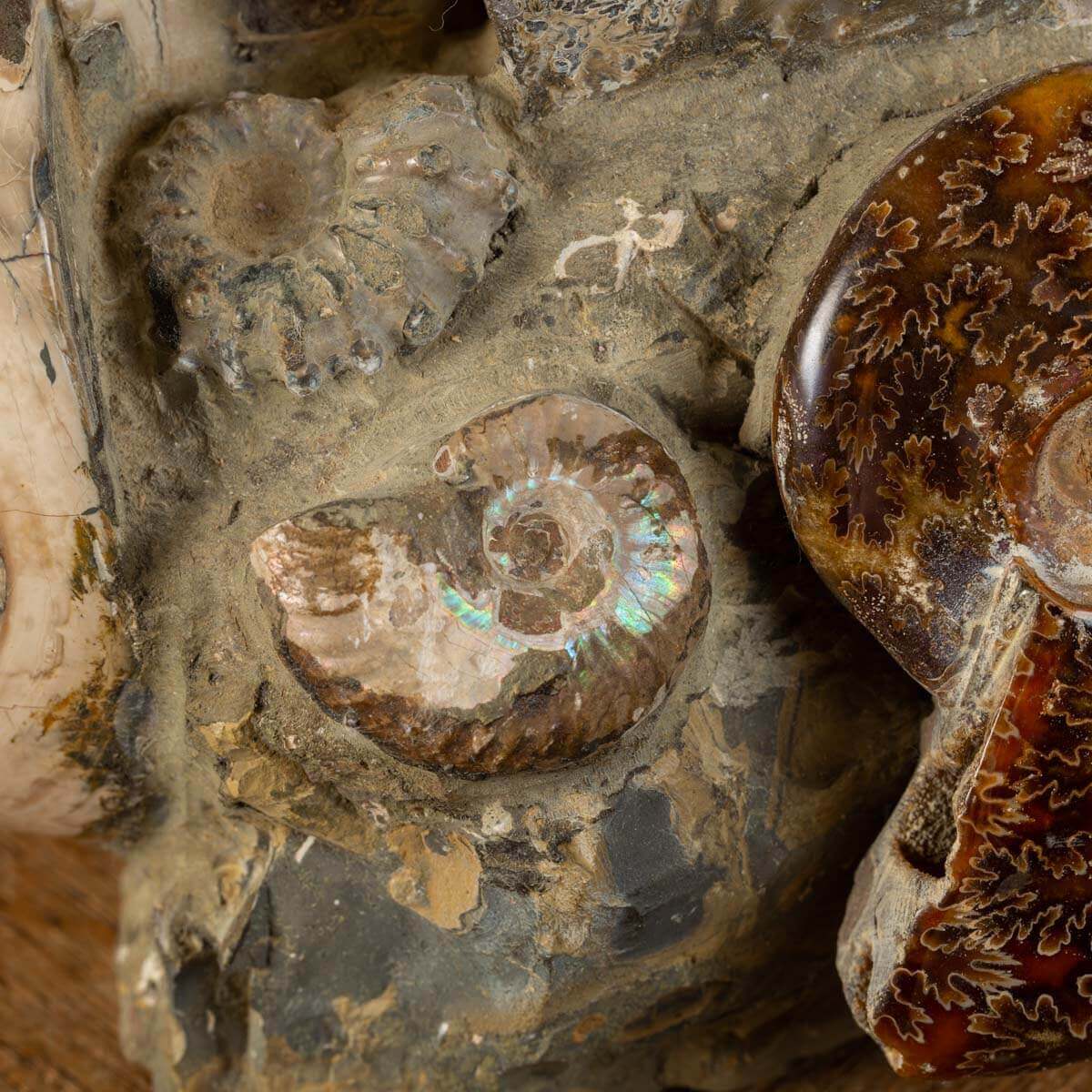 Fossilized Ammonites: A Journey Through Time. - AMM-276