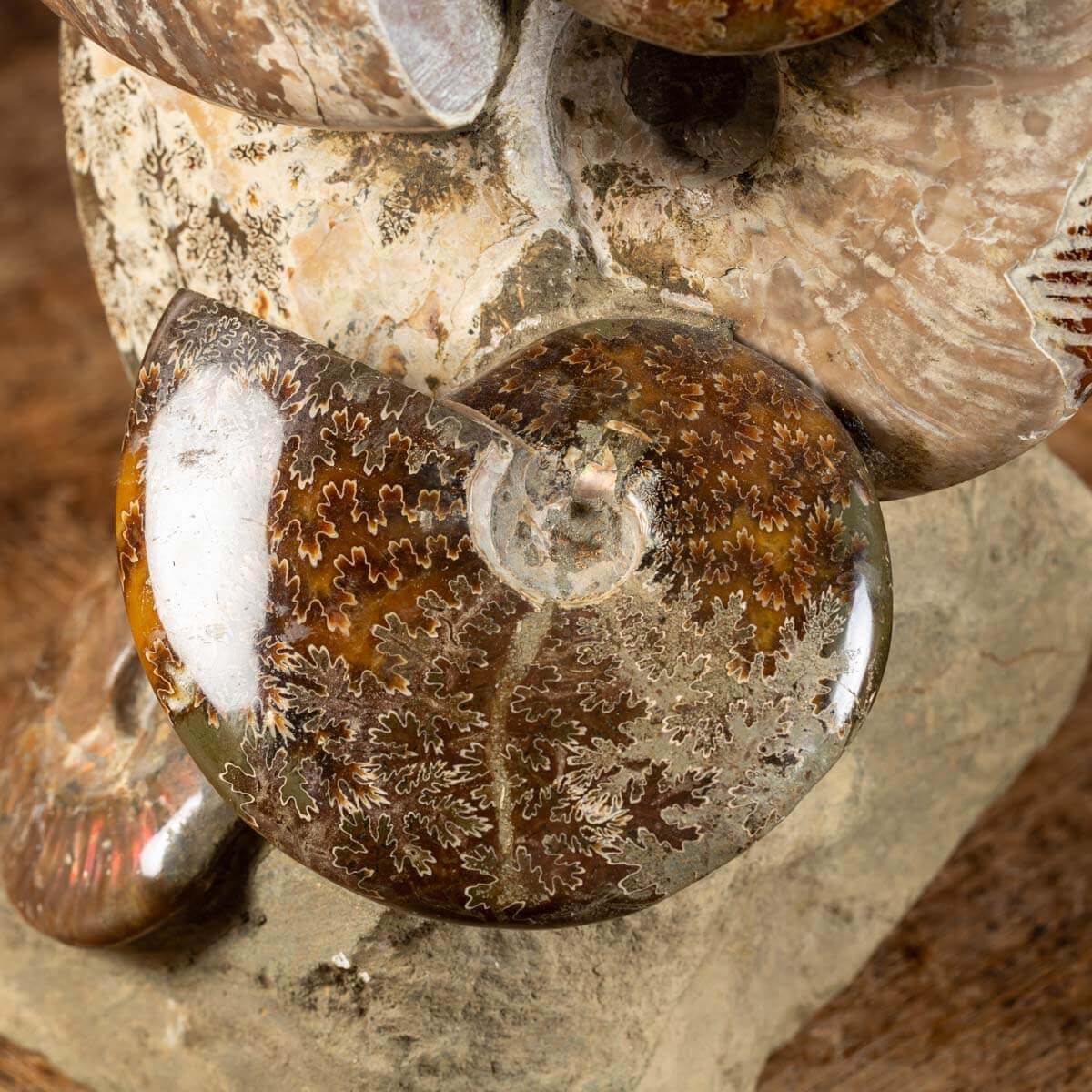 Ammonites: The Prehistoric World in Your Living Space. - AMM-277