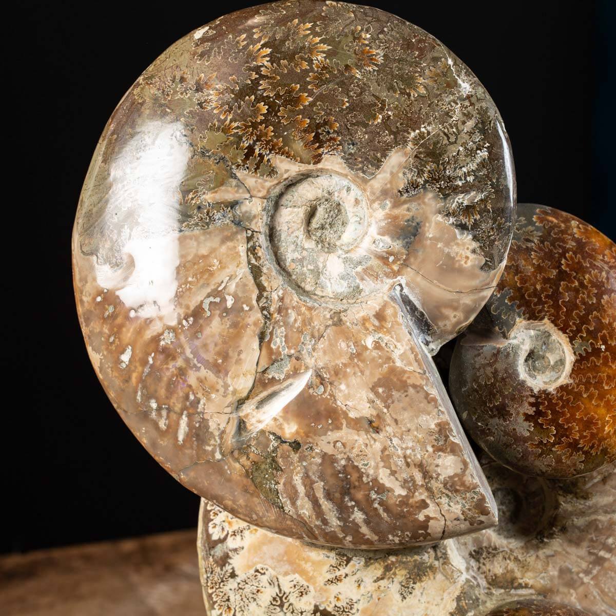 Ammonites: The Prehistoric World in Your Living Space. - AMM-277