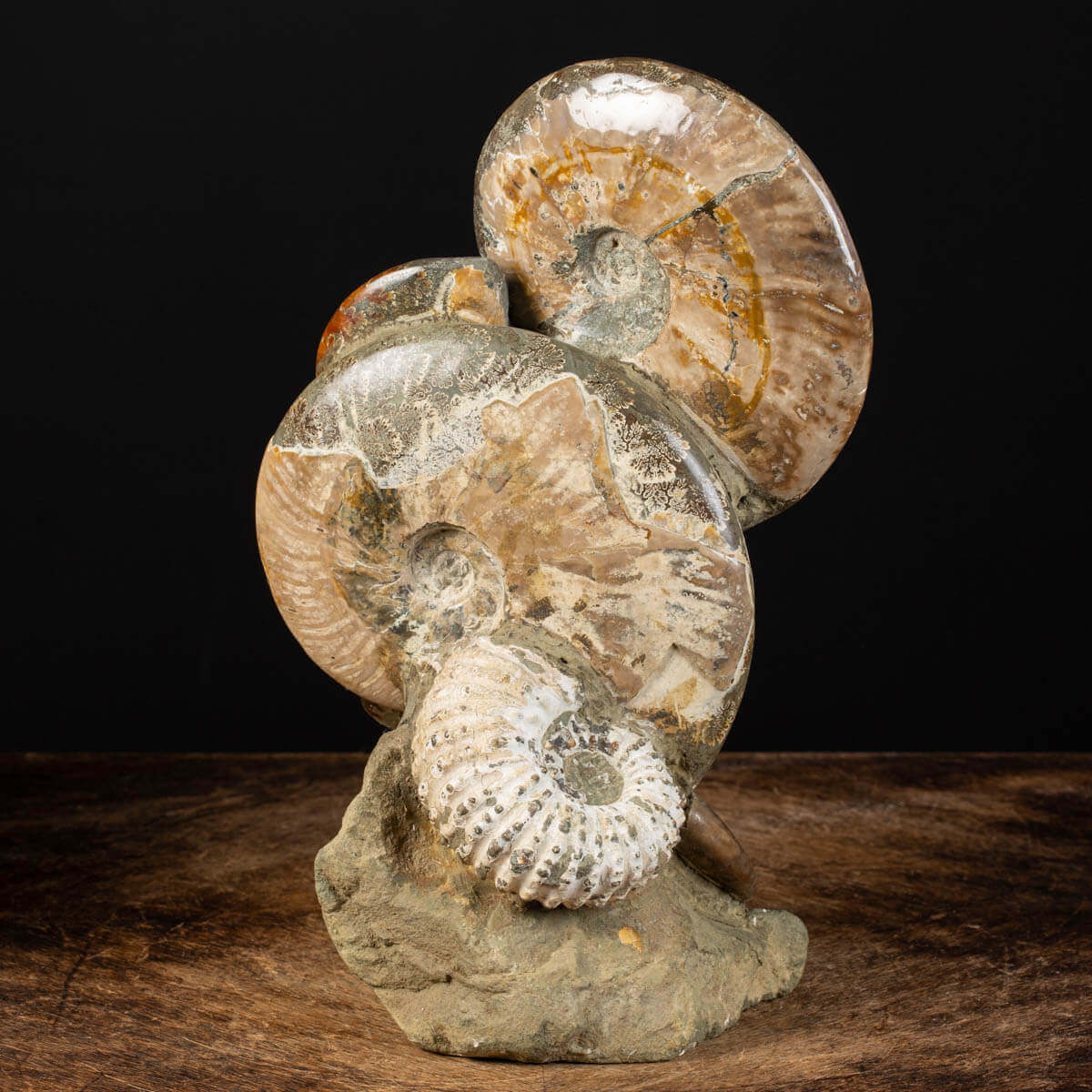 Ammonites: The Prehistoric World in Your Living Space. - AMM-277