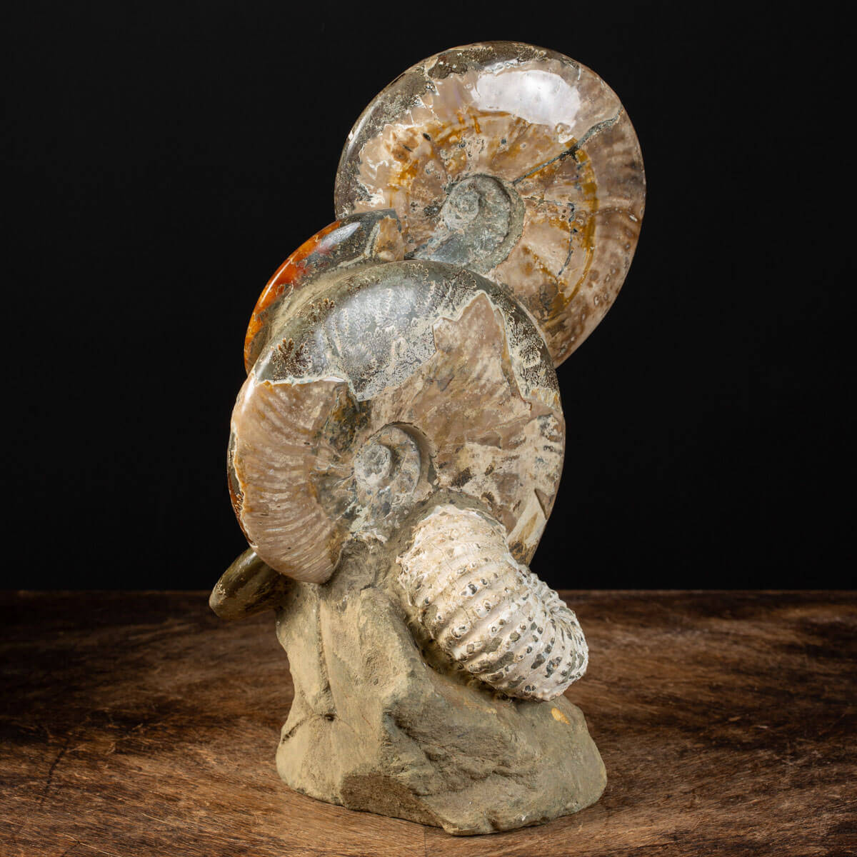 Ammonites: The Prehistoric World in Your Living Space. - AMM-277