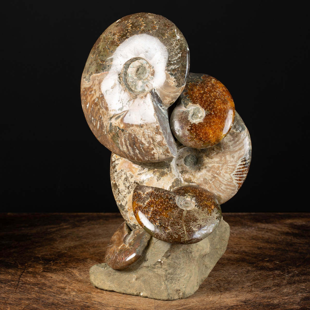Ammonites : Le Monde Préhistorique dans Votre Espace de Vie. - AMM-277