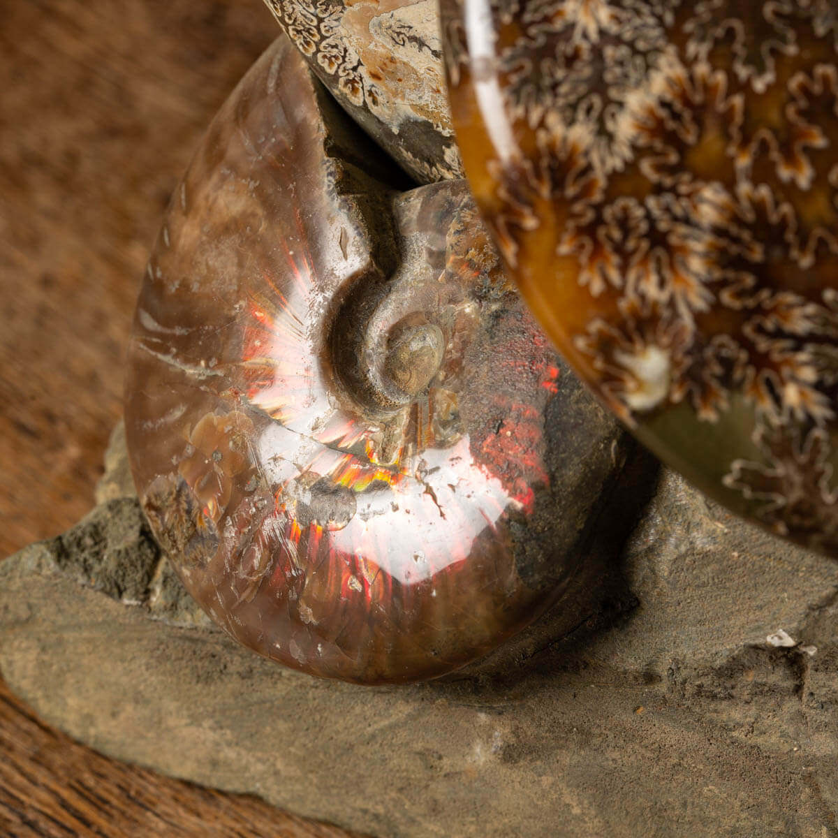 Ammonites: The Prehistoric World in Your Living Space. - AMM-277