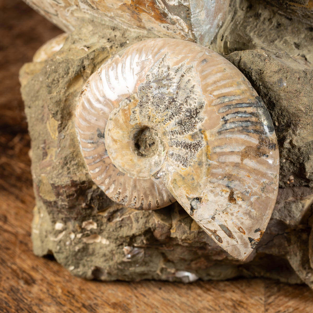 Madagascar Ammonites: On Matrix. - AMM-278