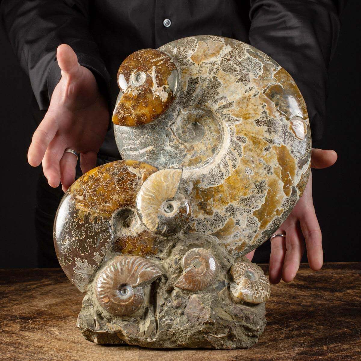 Madagascar Ammonites: On Matrix. - AMM-278