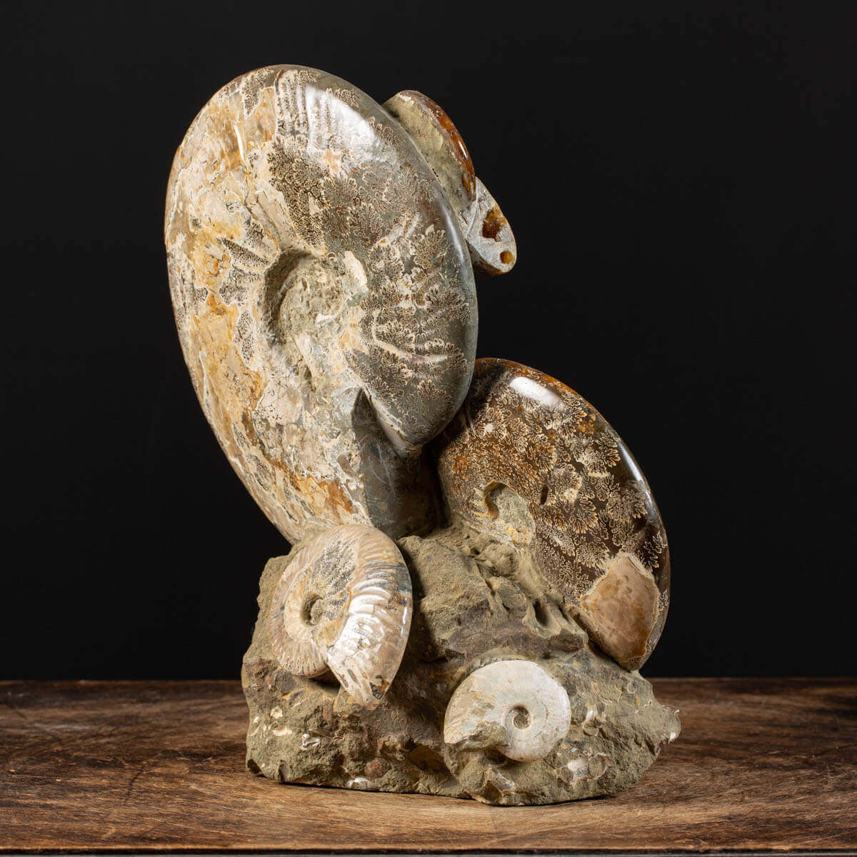 Madagascar Ammonites: On Matrix. - AMM-278