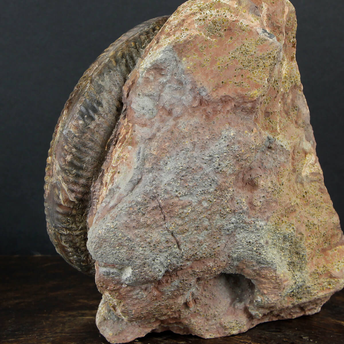 Ammonite Hammatoceras su Matrice