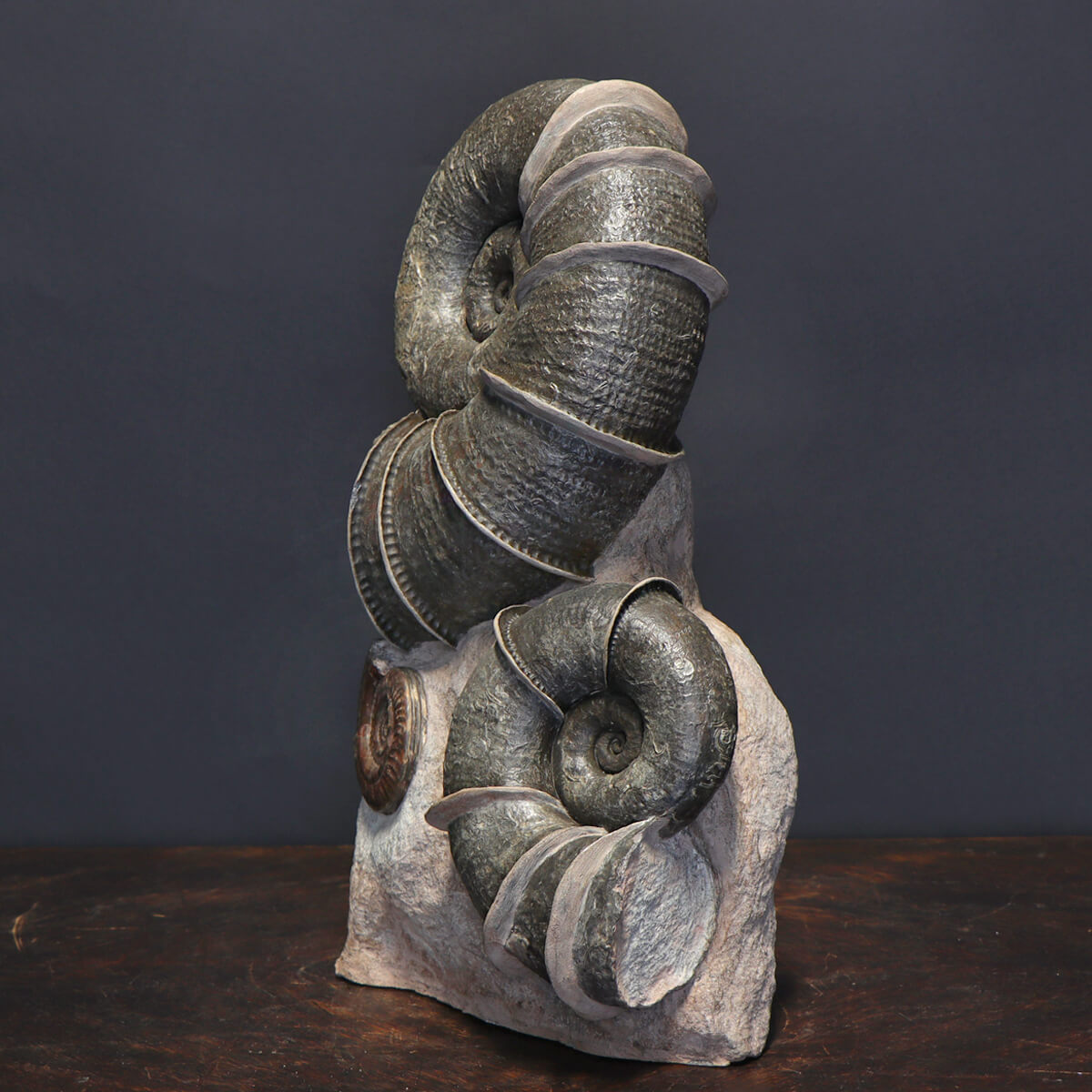 Lytoceras Fimbriatum - Francia