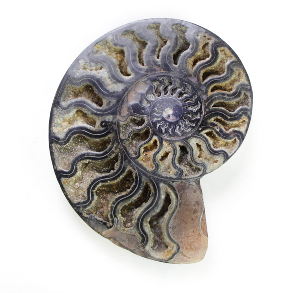 Ammonite Cleoniceras Neras