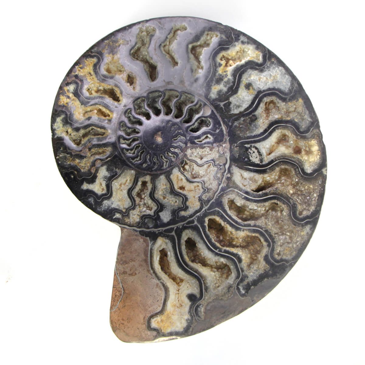 Ammonite Cleoniceras Neras