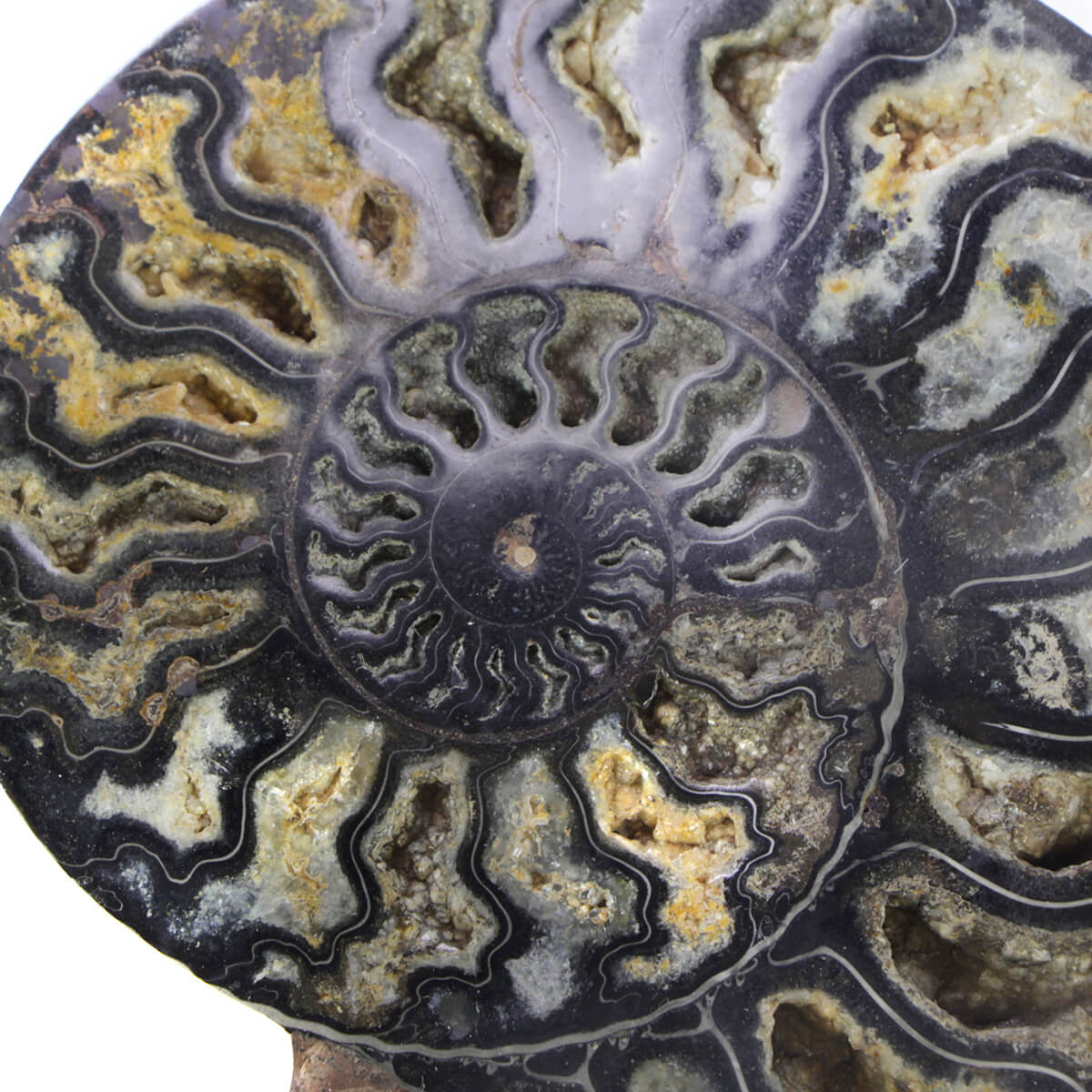 Ammonite Cleoniceras Neras