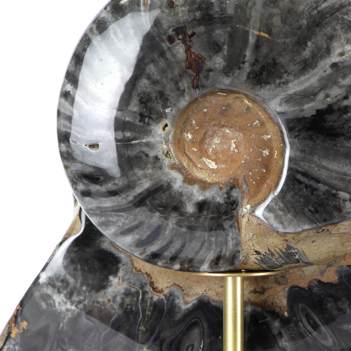 Doppia Ammonite - Madagascar