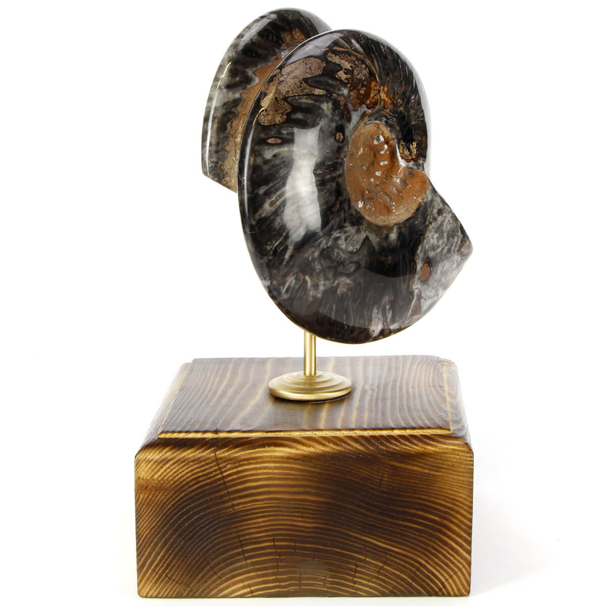 Doppia Ammonite - Madagascar