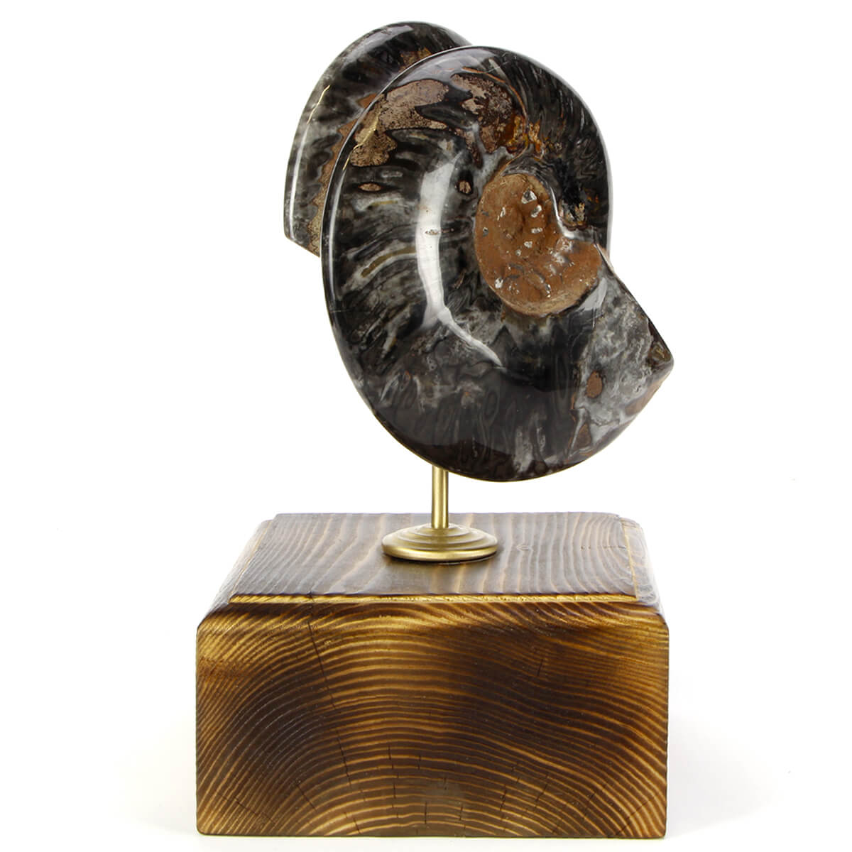 Doppia Ammonite - Madagascar