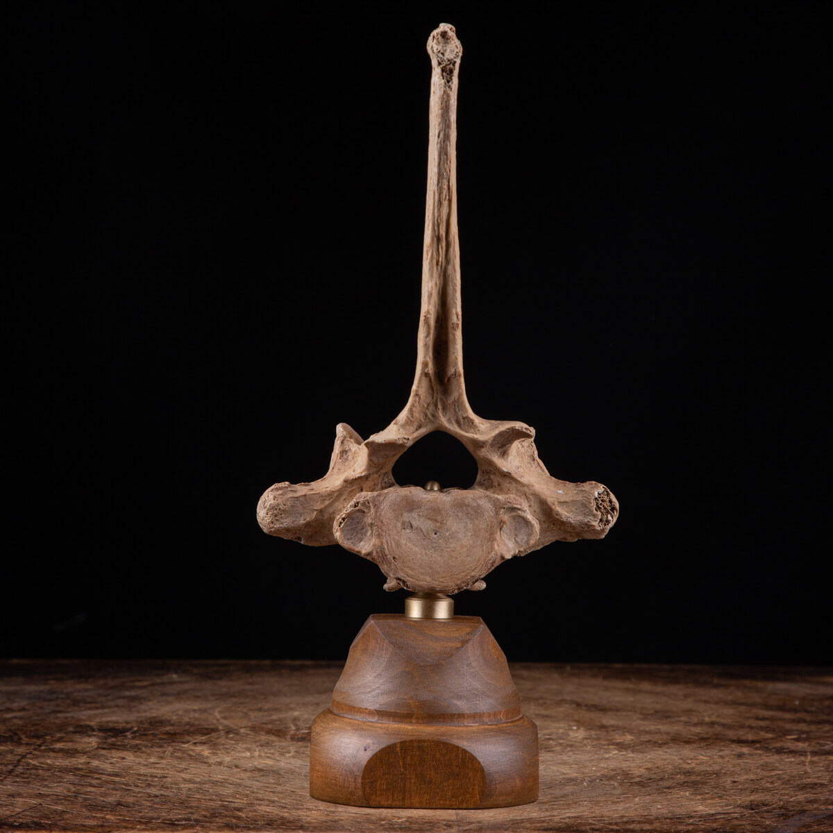 Vertebra Bison Priscus Curiosità Naturale - BIS-01