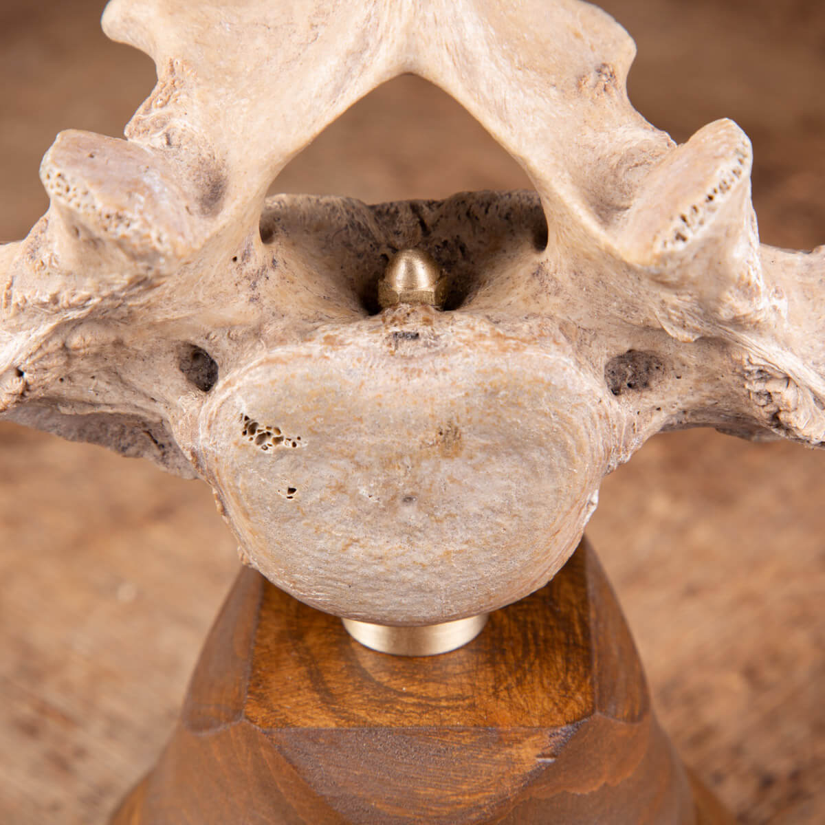 Vertebra Bison Priscus Curiosità Naturale - BIS-01