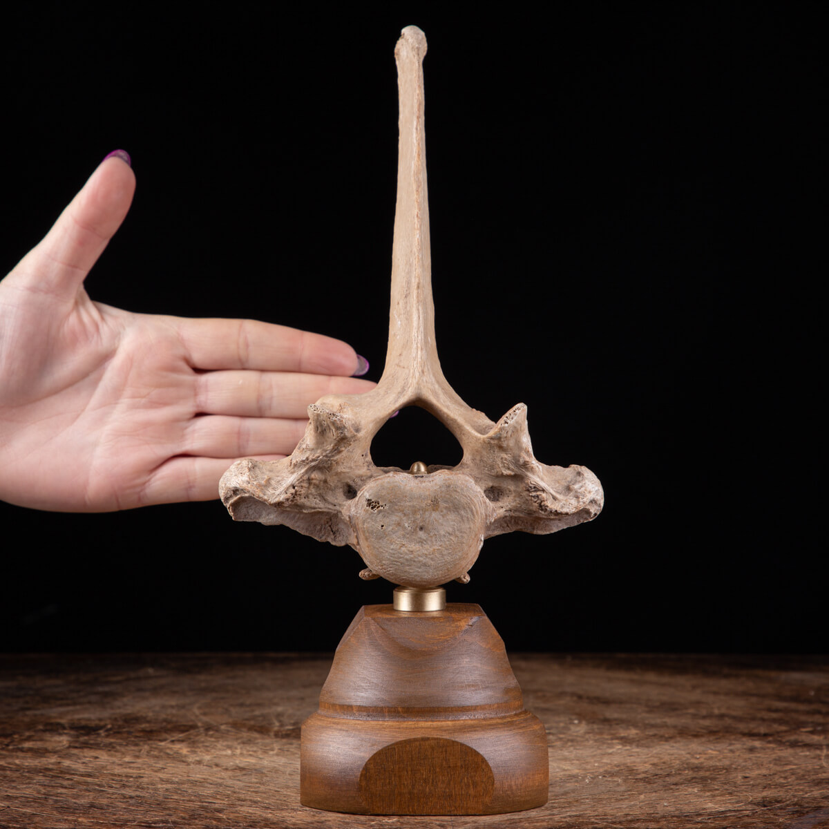 Vertebra Bison Priscus Curiosità Naturale - BIS-01
