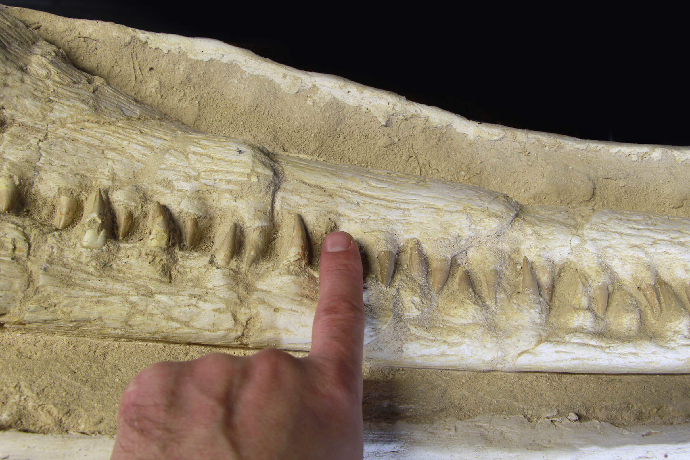 Cranio Fossile Coccodrillo Dyrosaurus
