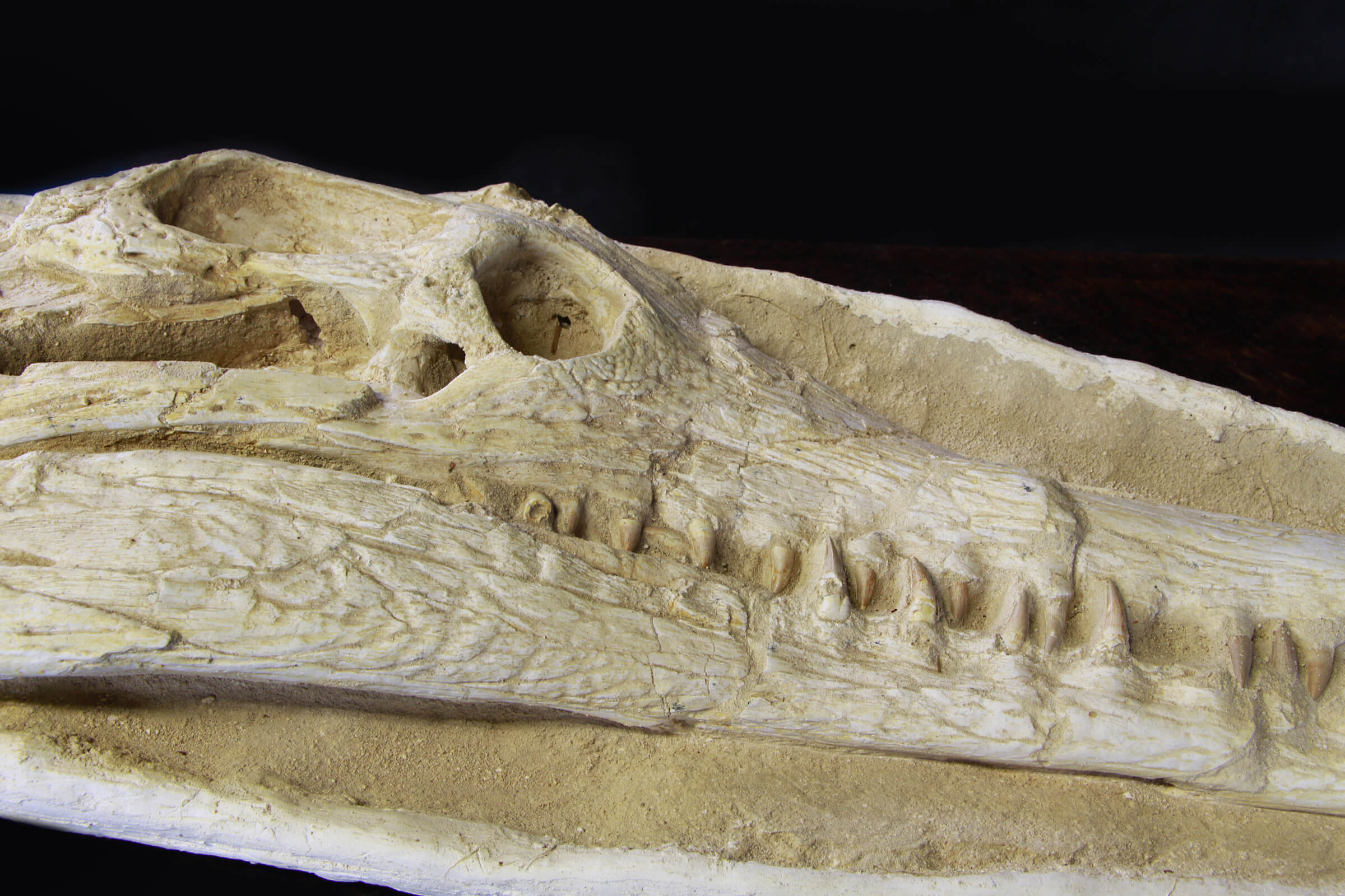 Crâne fossile de crocodile Dyrosaurus