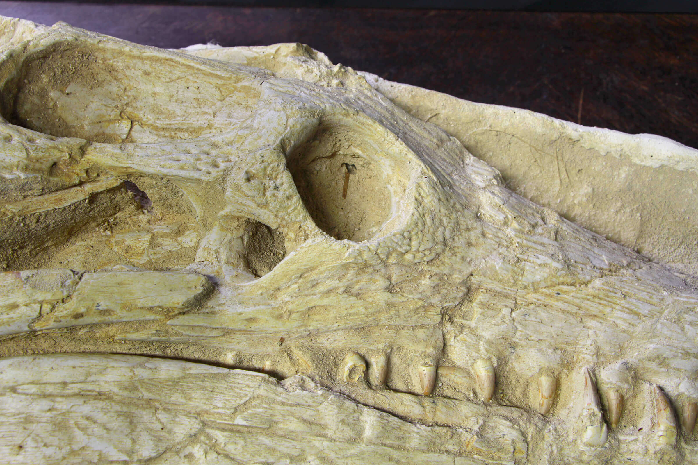Crâne fossile de crocodile Dyrosaurus