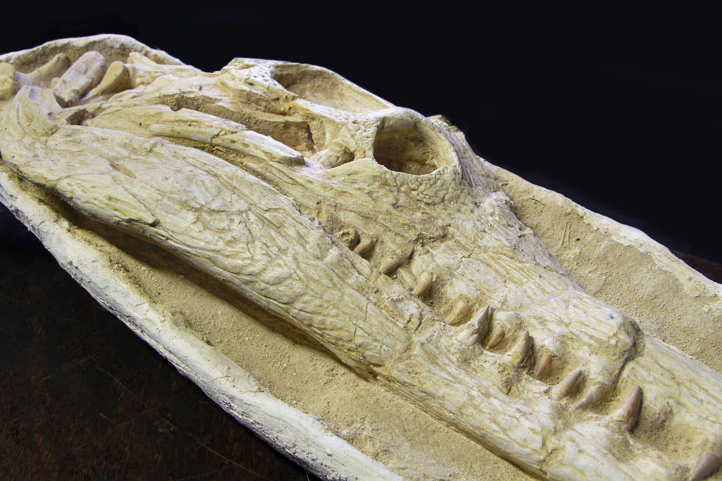 Cranio Fossile Coccodrillo Dyrosaurus