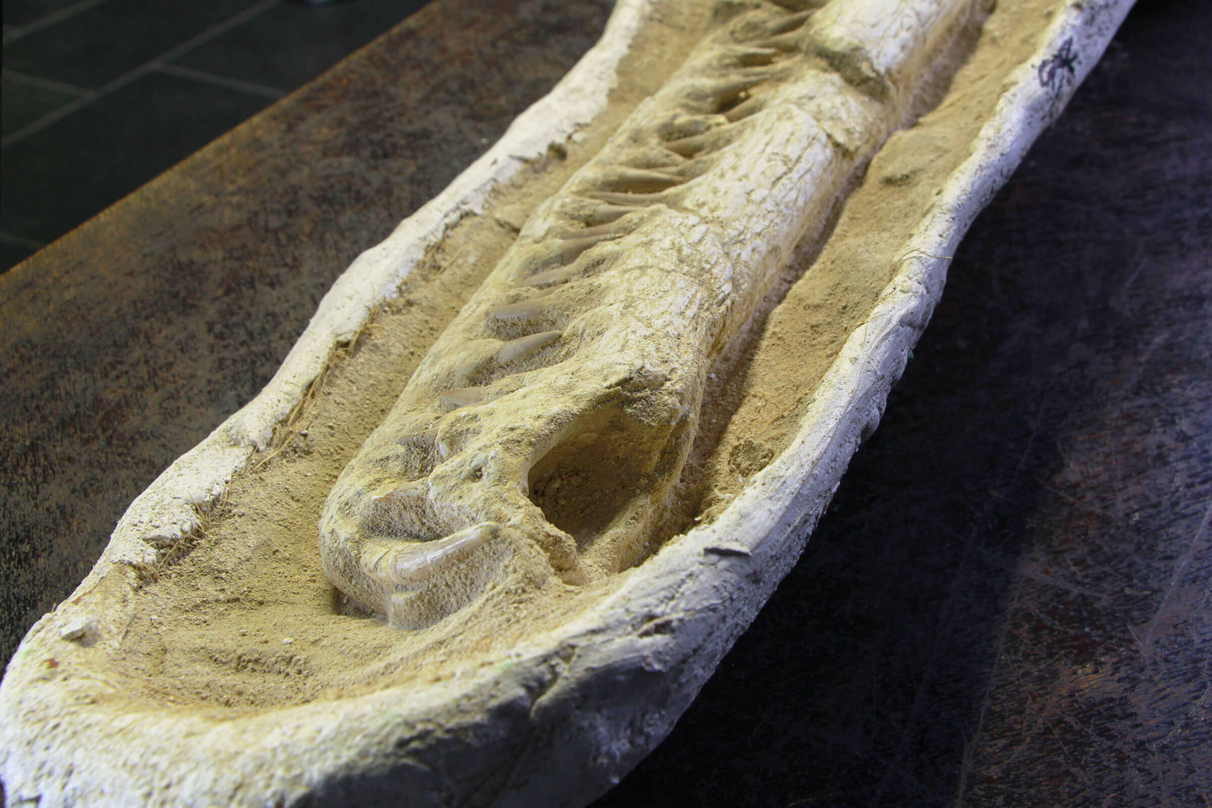 Crâne fossile de crocodile Dyrosaurus