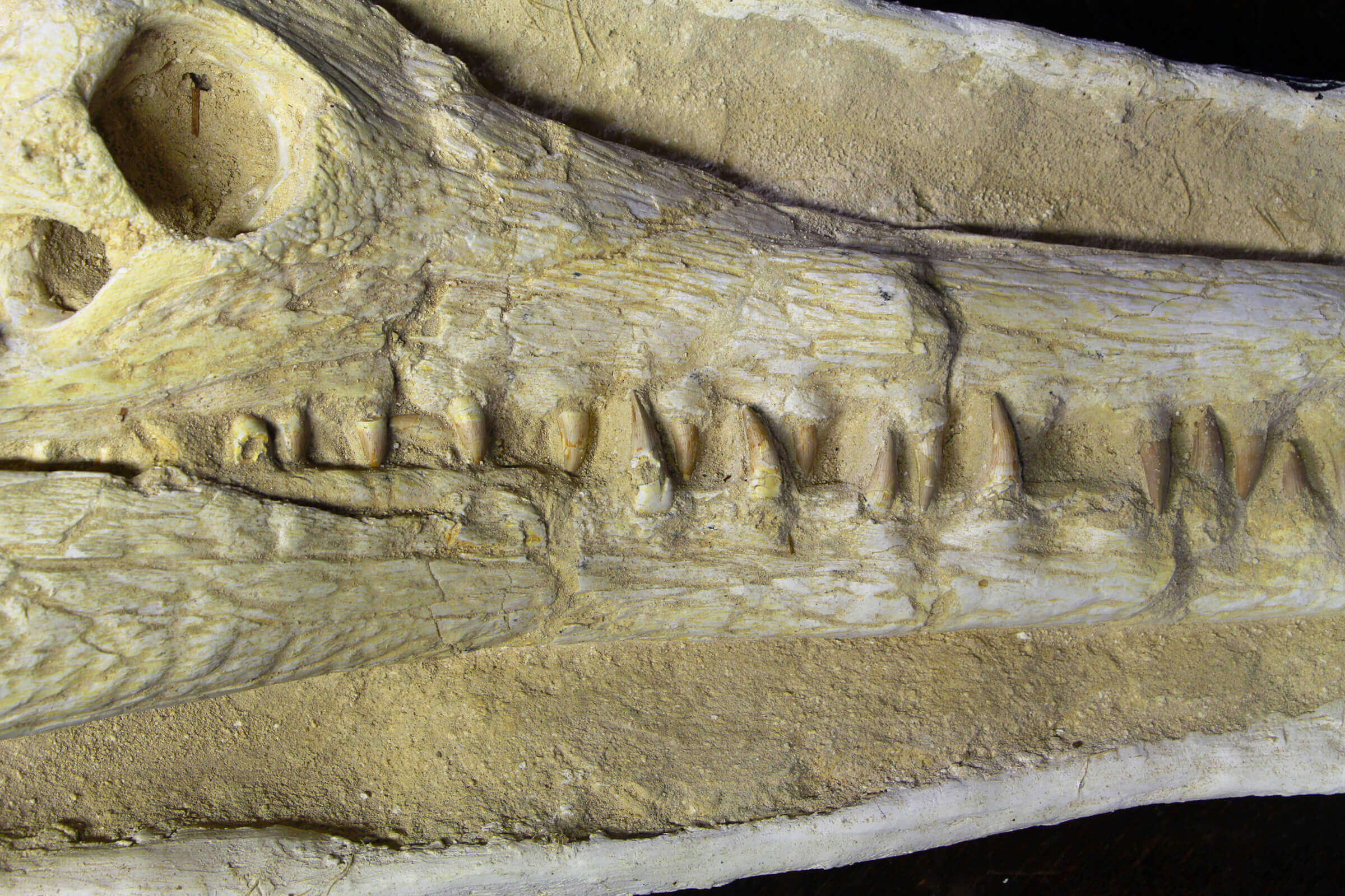 Cranio Fossile Coccodrillo Dyrosaurus